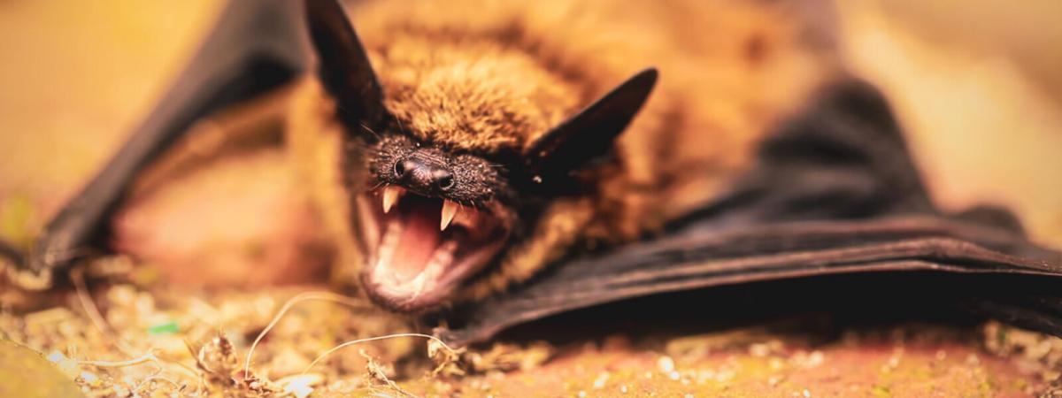 Bat Solutions – Safe & Effective Deterrents | ConceptMart