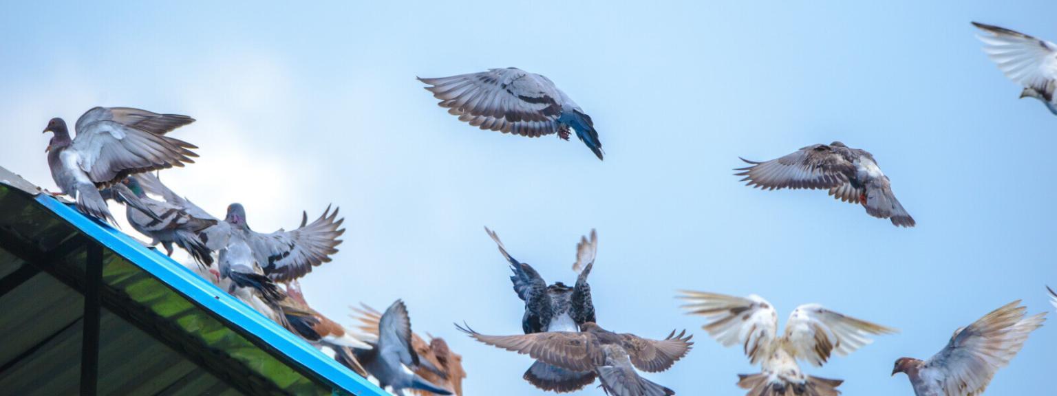 Bird Solutions - Conceptmart Safe & Effective Repellents