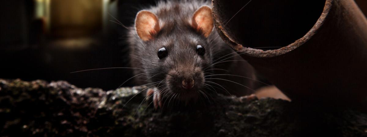 Effective Ways To Drive Away Rats - Conceptmart Ultrasound
