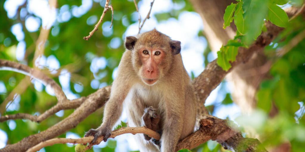 Monkey Proofing Techniques - Conceptmart