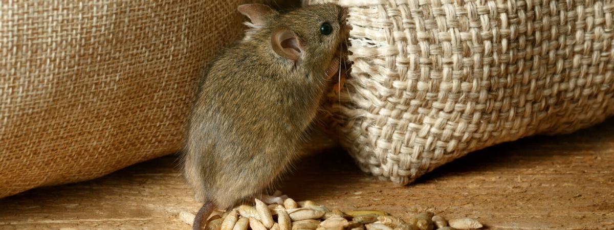 Rodent Control Solutions – Safe & Smart Repellents | ConceptMart